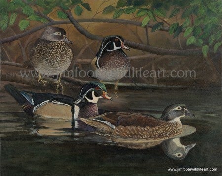 Jim Foote Giclee - "Undercover" Wood Ducks | Zollars Fine Art