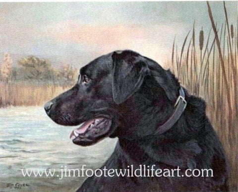 Jim Foote Print - "Black Labrador Head" | Zollars Fine Art